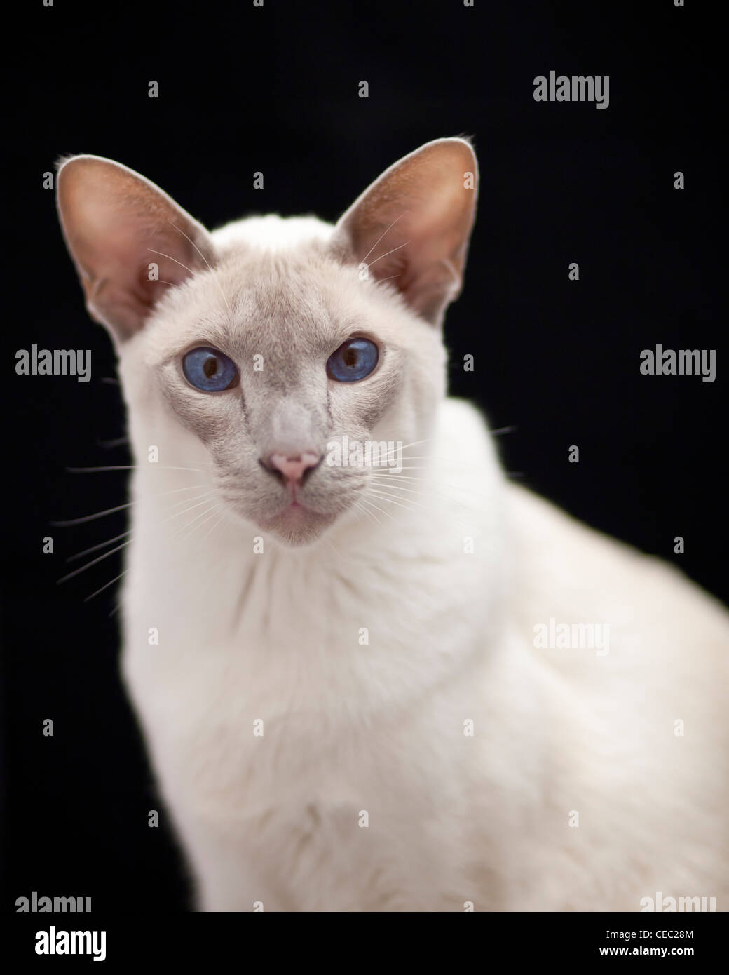 Blue point Siamese cat Stock Photo - Alamy