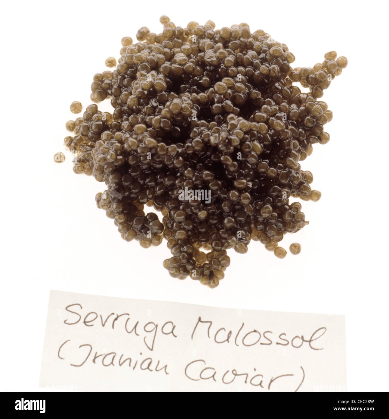 Sevruga fish hi-res stock photography and images - Alamy