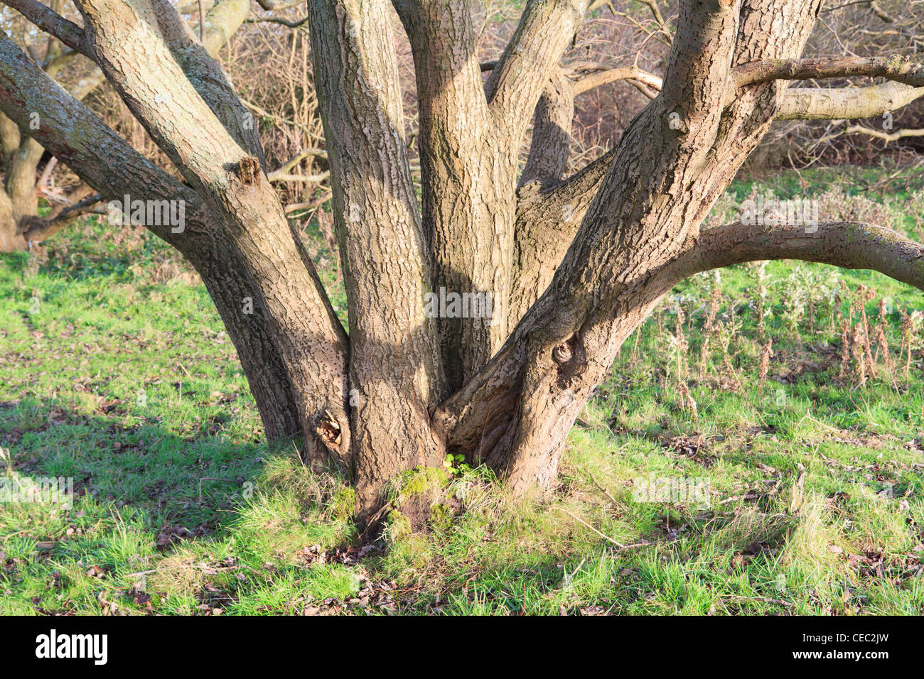 Branching tree trunks hi-res stock photography and images - Alamy