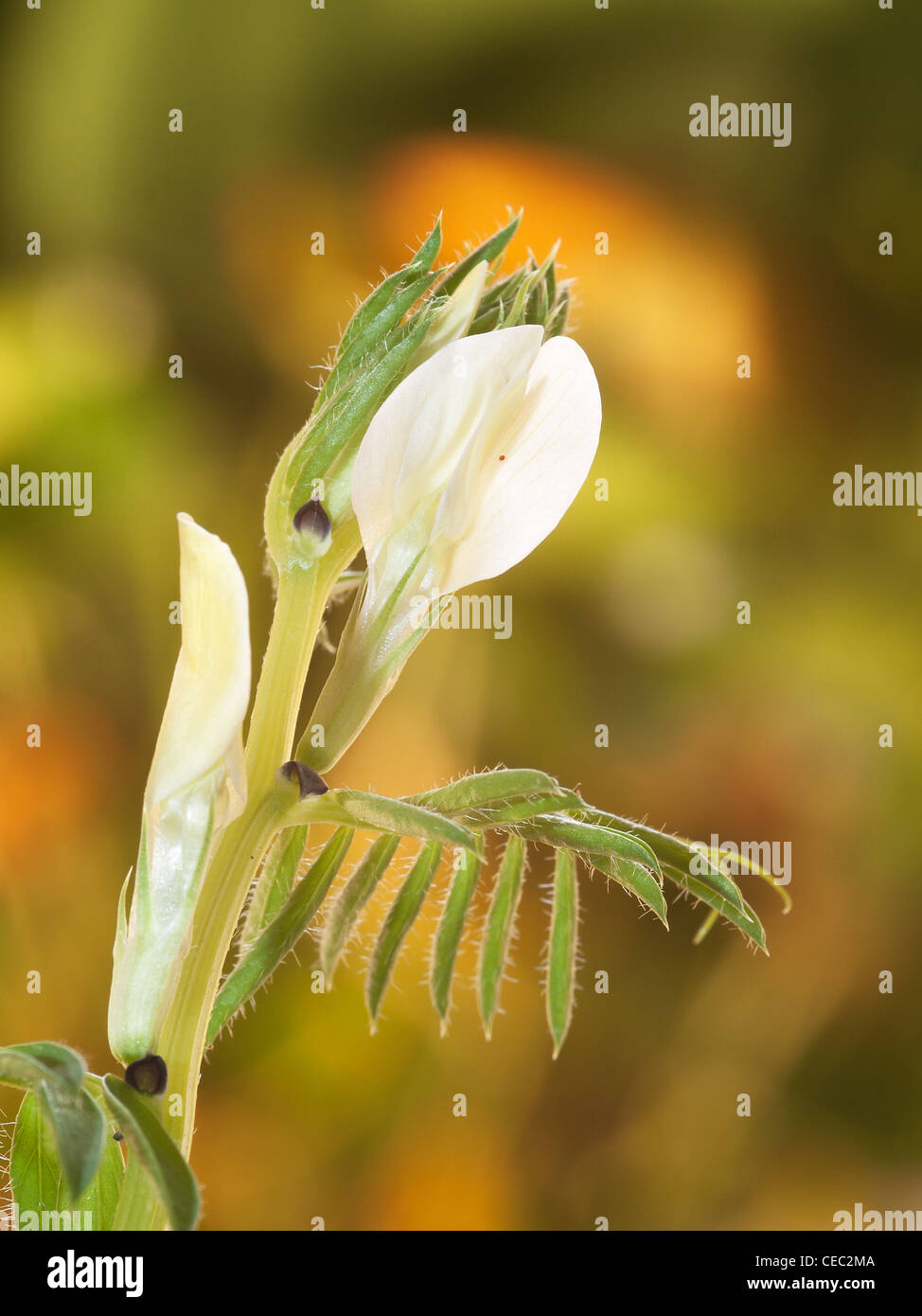 Yellow Vetch, Vicia lutea, portrait of flower with nice out focus ...