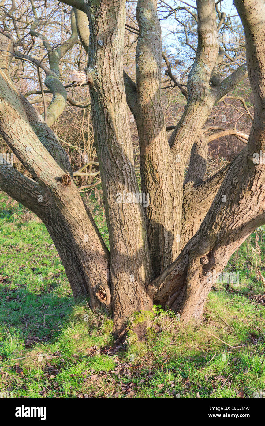 Tree trunks and branches Stock Photo - Alamy