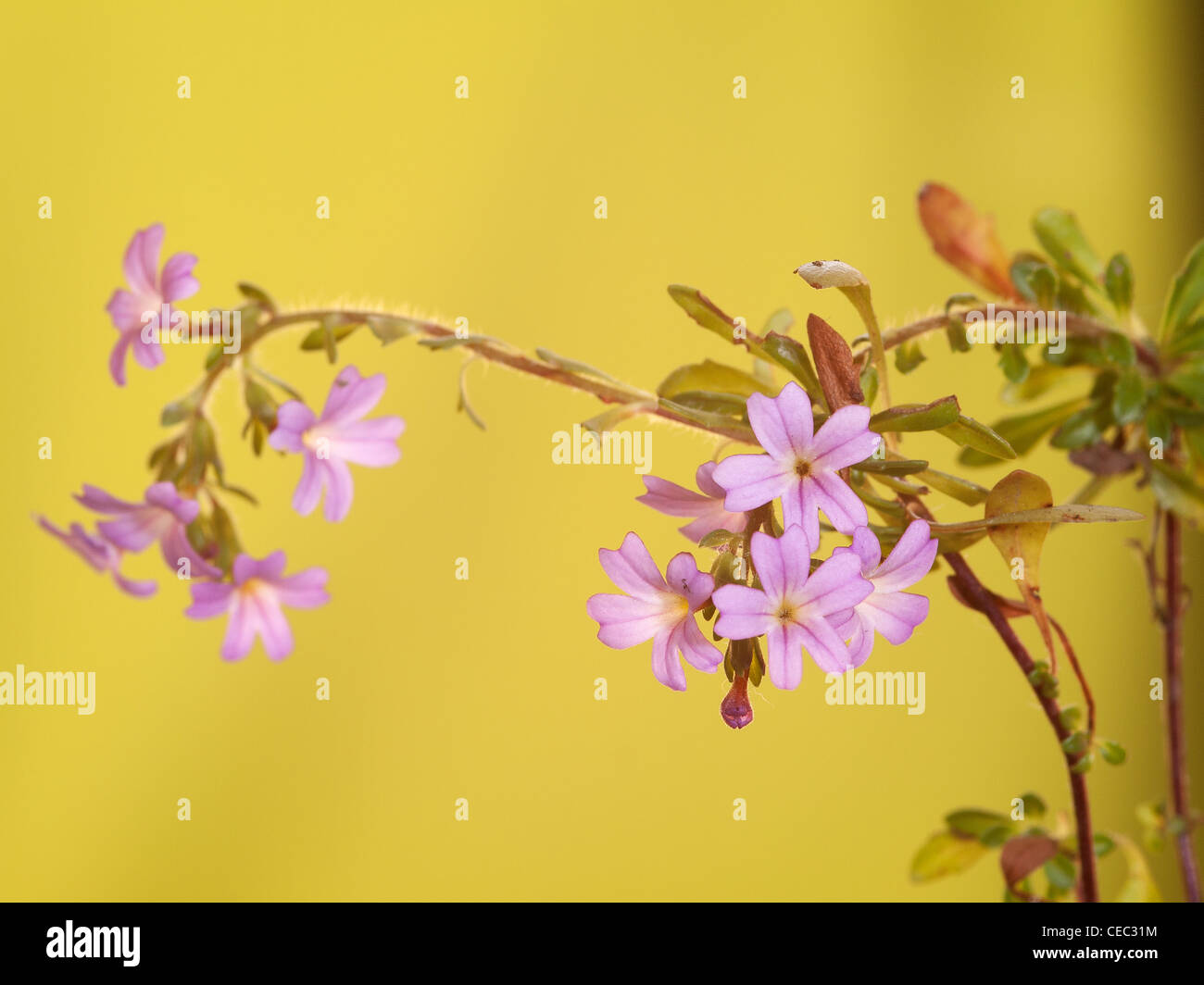 Fairy Foxglove, Erinus alpinus, horizontal portrait of pink flowers ...