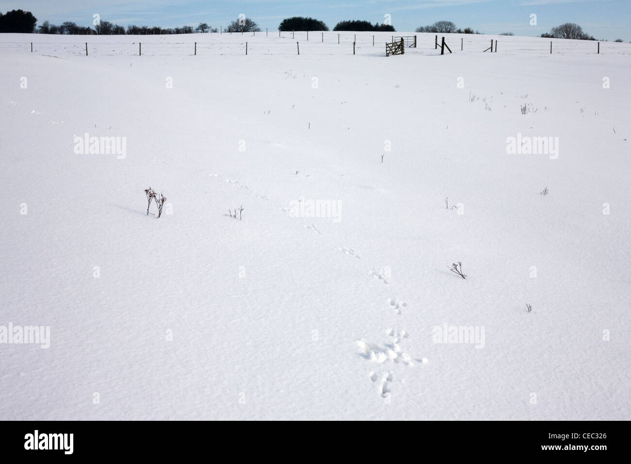 Rabbit footprints hi-res stock photography and images - Alamy