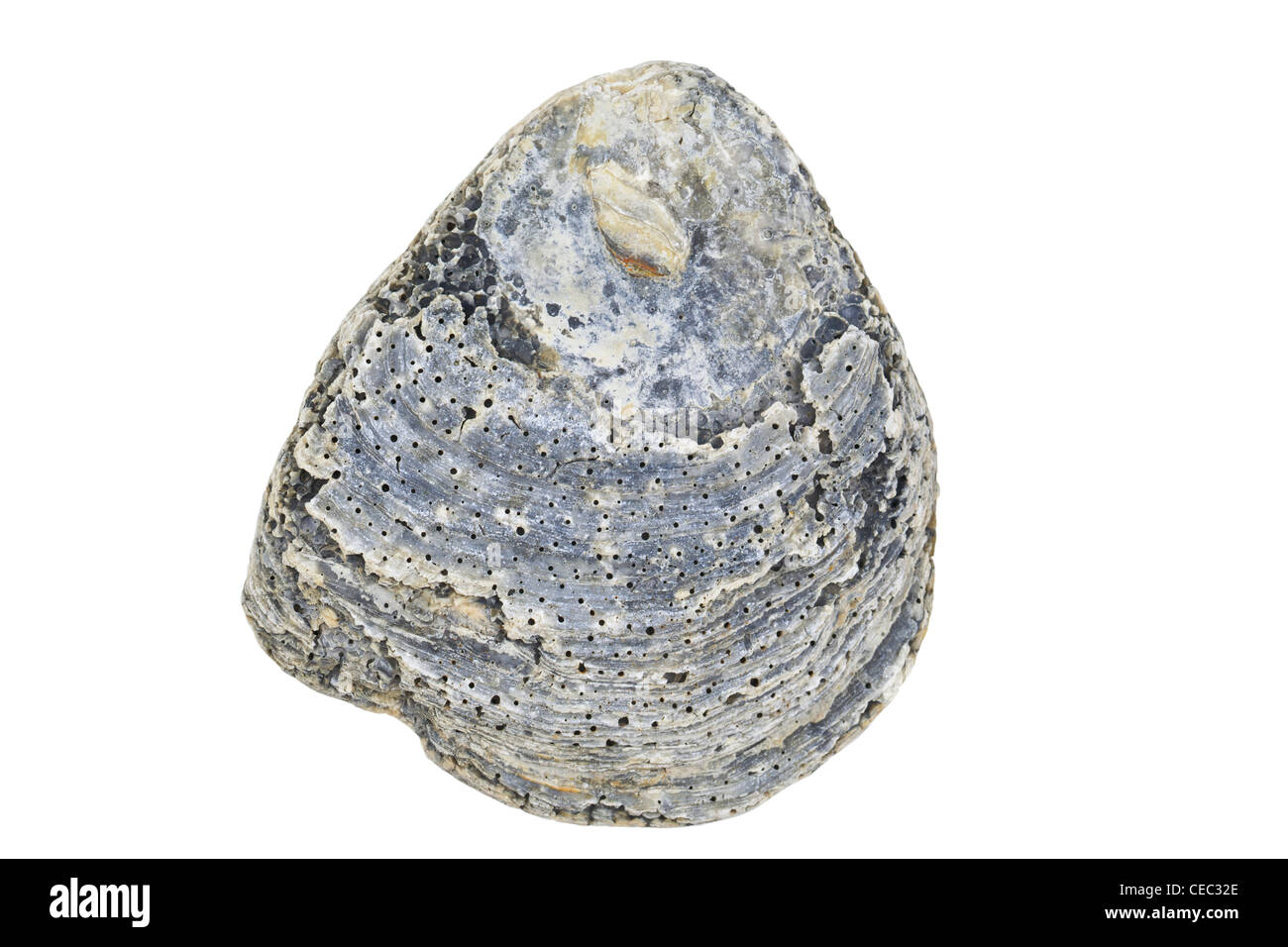 Common Oyster or Flat Oyster, Ostrea edulis, on a white background ...