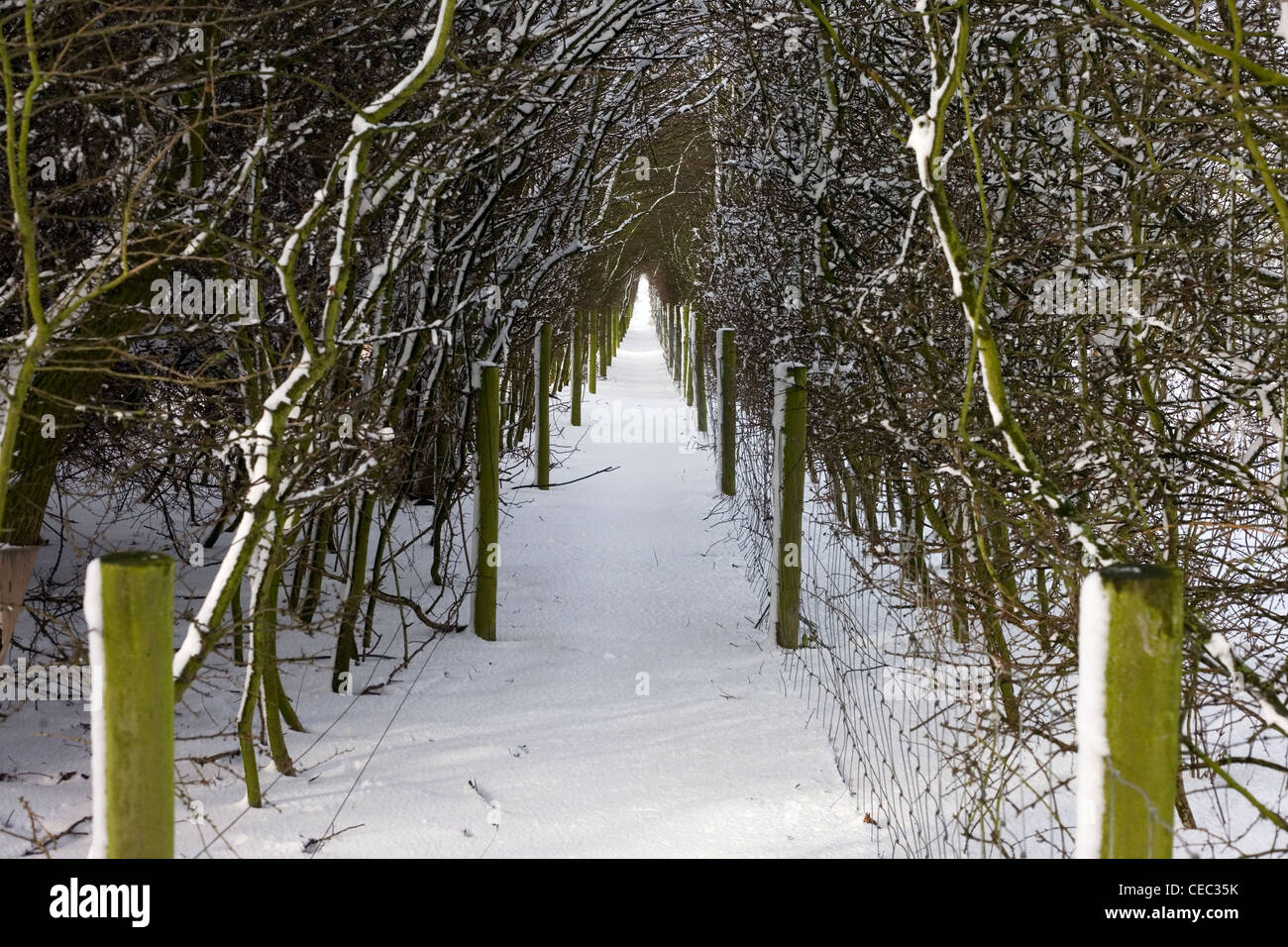 Tunnel through trees in snow Stock Photo - Alamy