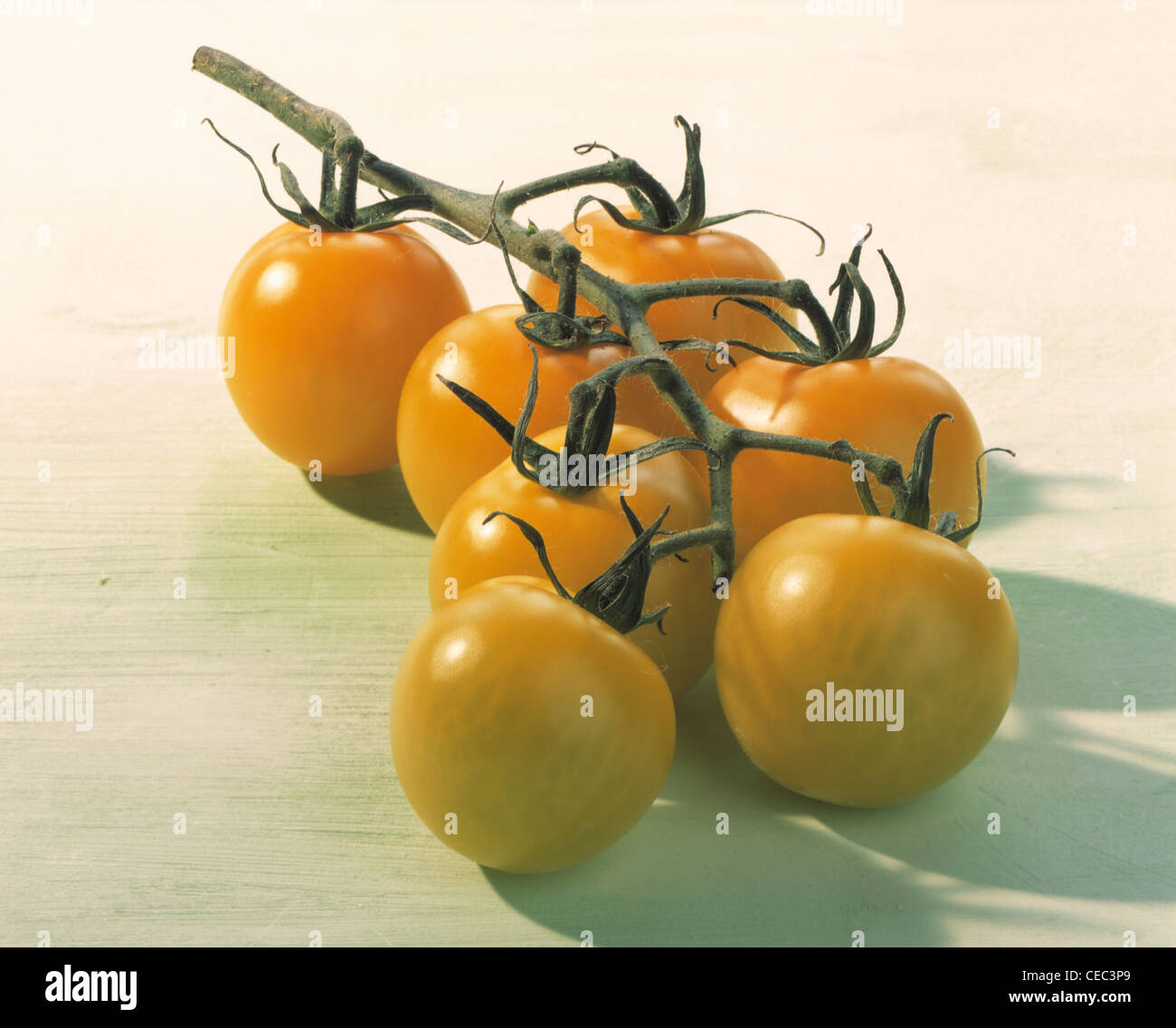 Cut out: Yellow pearl tomato Stock Photo - Alamy