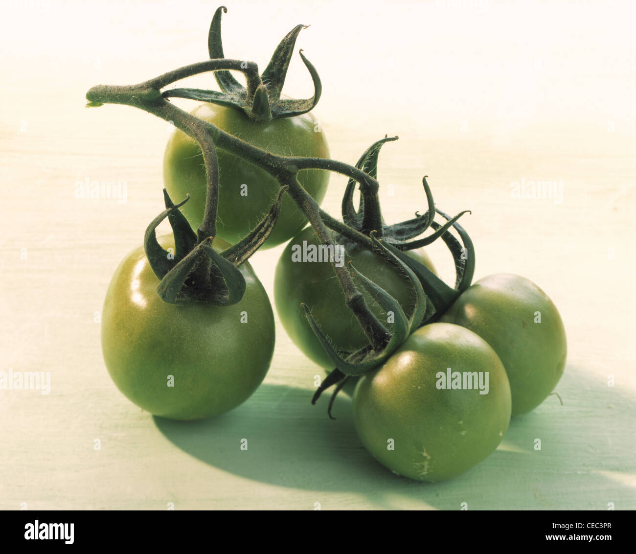 Knockout tomatoes hi-res stock photography and images - Alamy