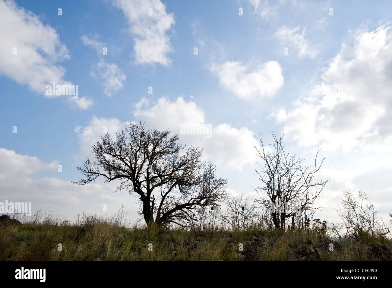 A tree in the Kent countryside Stock Photo - Alamy
