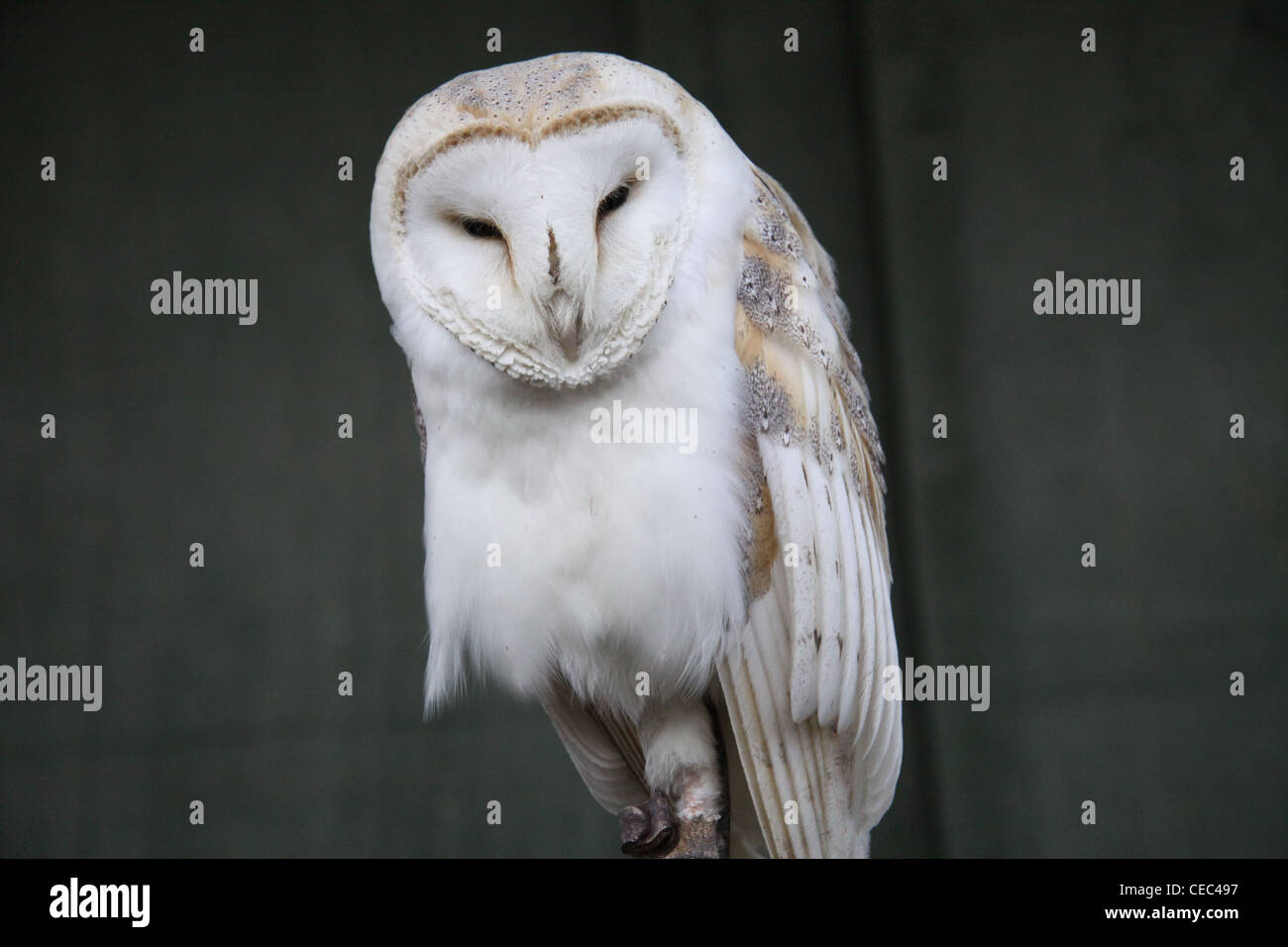 Tall owl hi-res stock photography and images - Alamy
