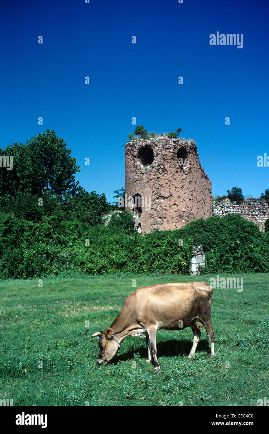 Cow Grazing in front of a Ruined Tower of the Medieval Town or City ...