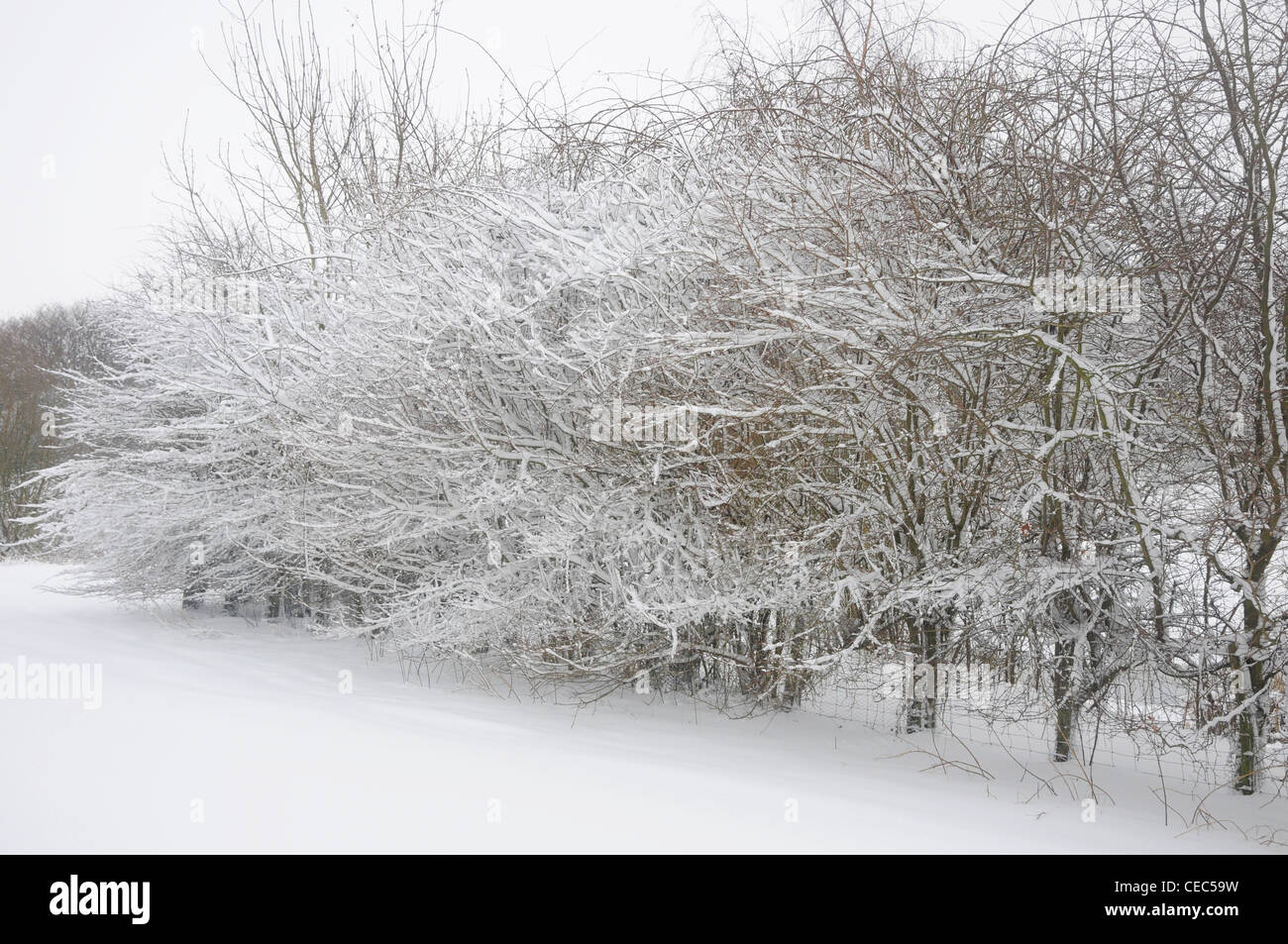 snowy branches of hedge in snow covered field, winter, UK Stock Photo ...