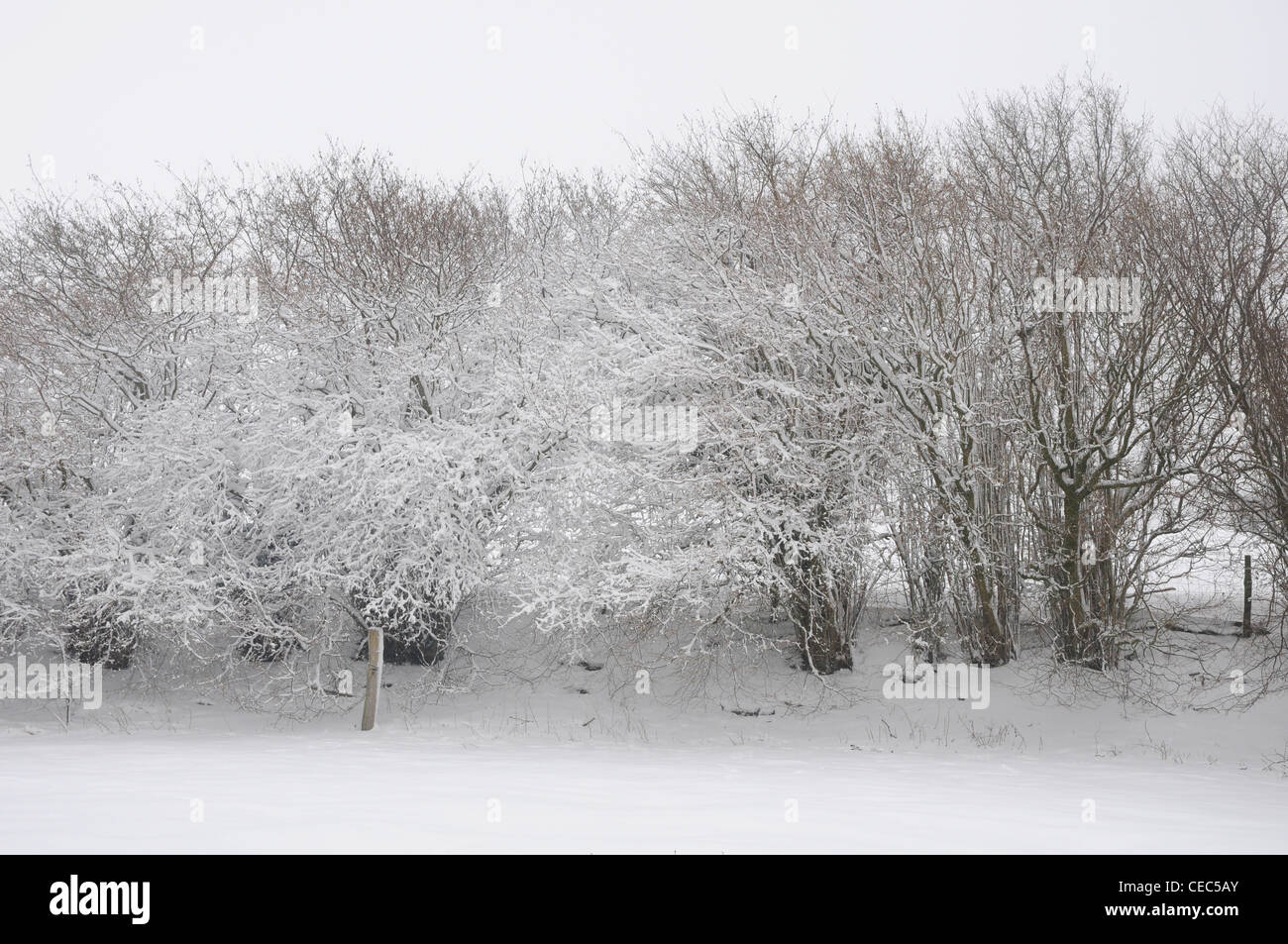 Tall tree hedge in snow Stock Photo - Alamy