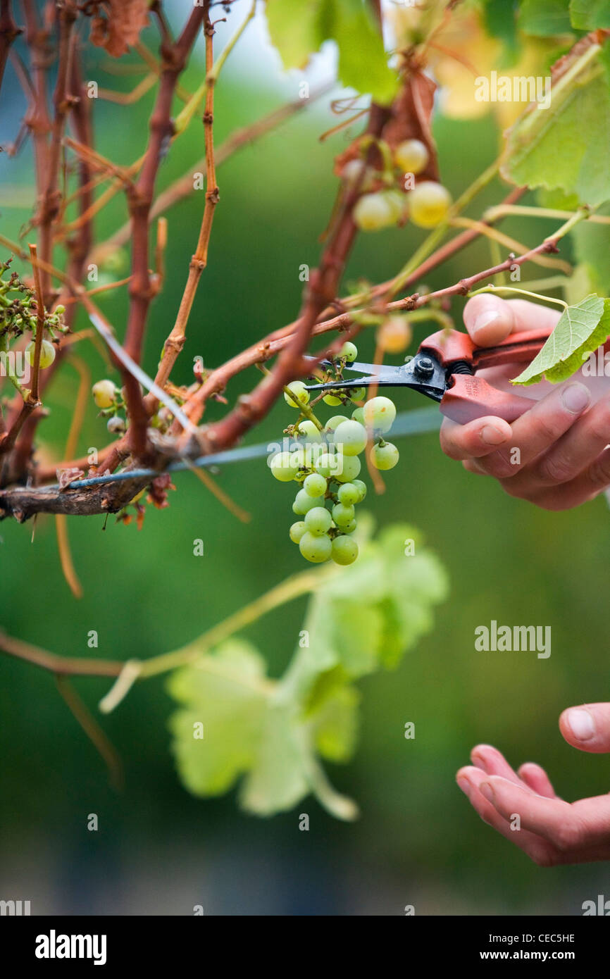 Workers harvest grapes by hand. Margaret River, Western Australia ...