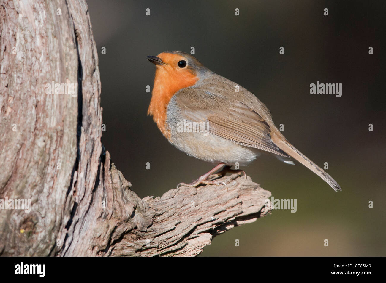 European Robin (Erithacus rubecula Stock Photo - Alamy