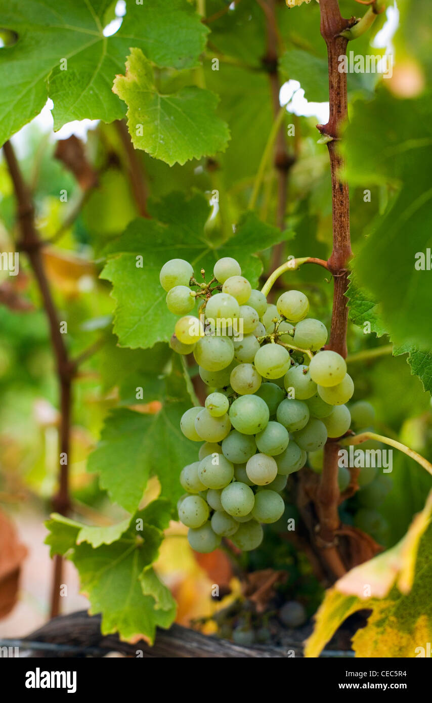 Grape vine green australian hi-res stock photography and images - Alamy