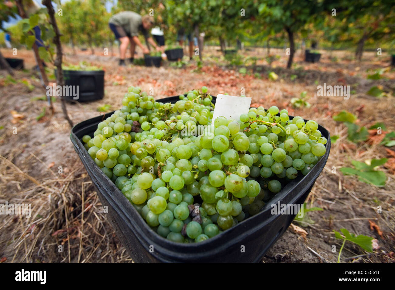 Grapes are hand picked and piled in containers for collection. Margaret ...