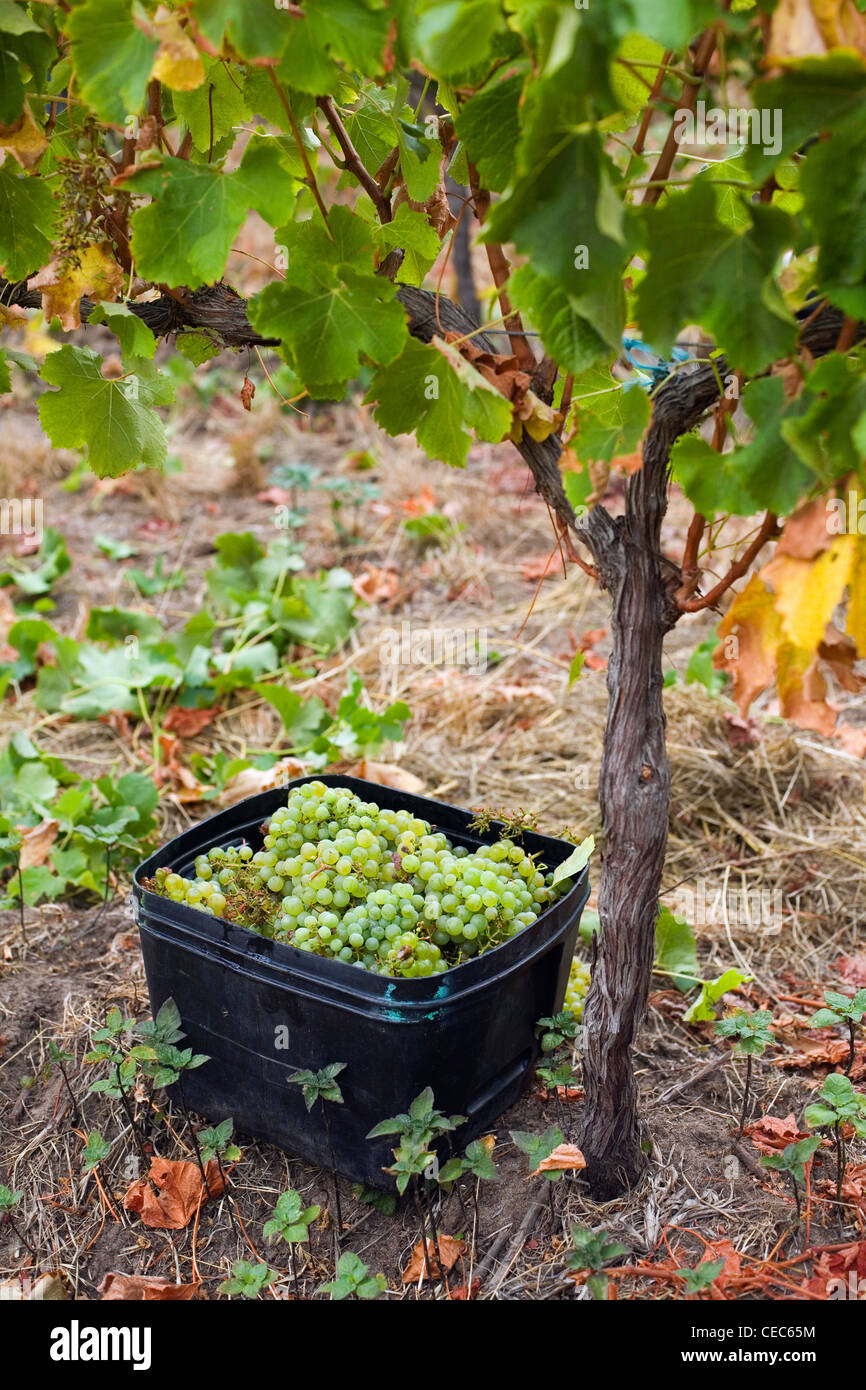 Grapes are hand picked and piled in containers for collection. Margaret ...
