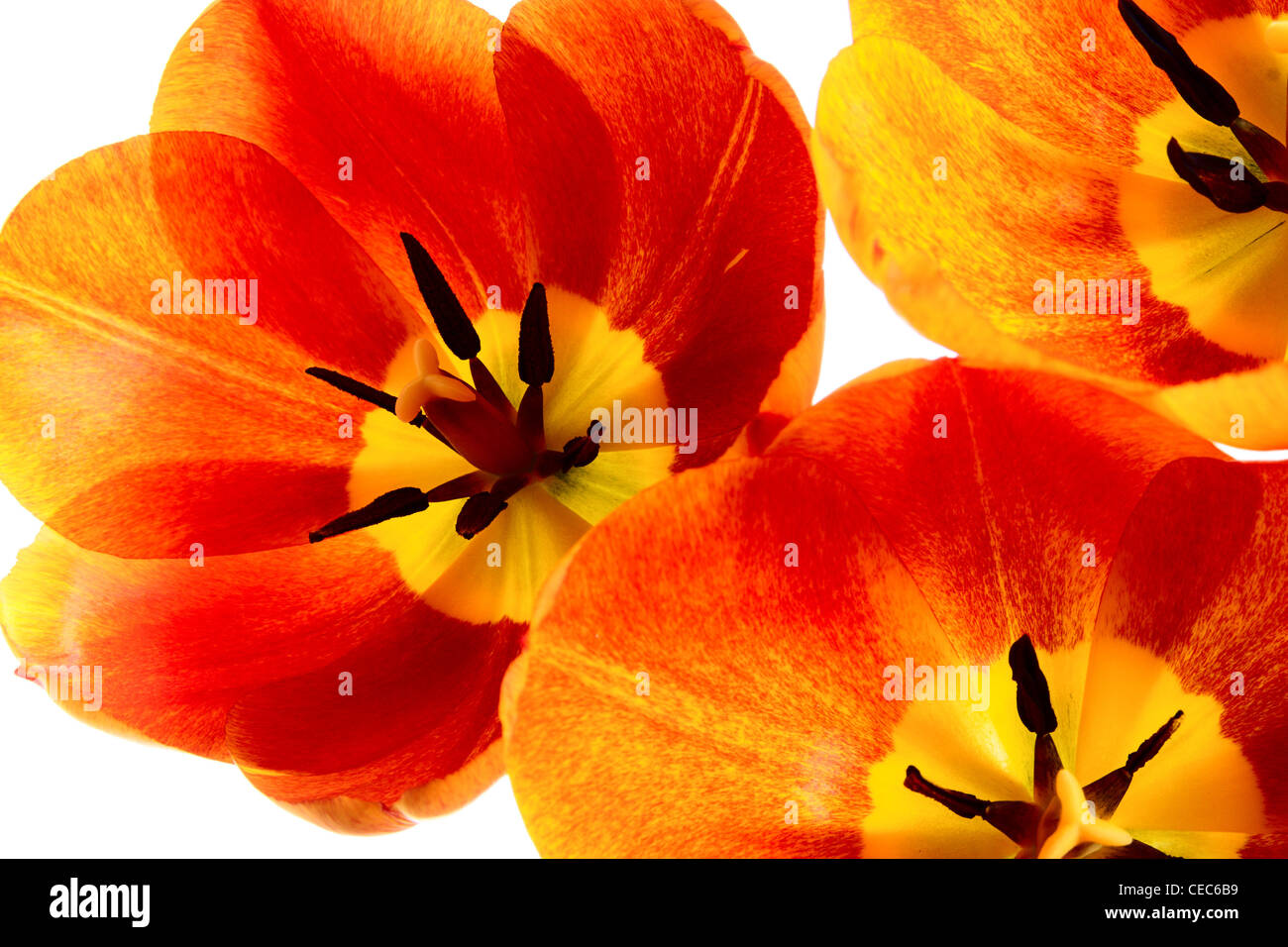 Three closeup close up hi-res stock photography and images - Alamy