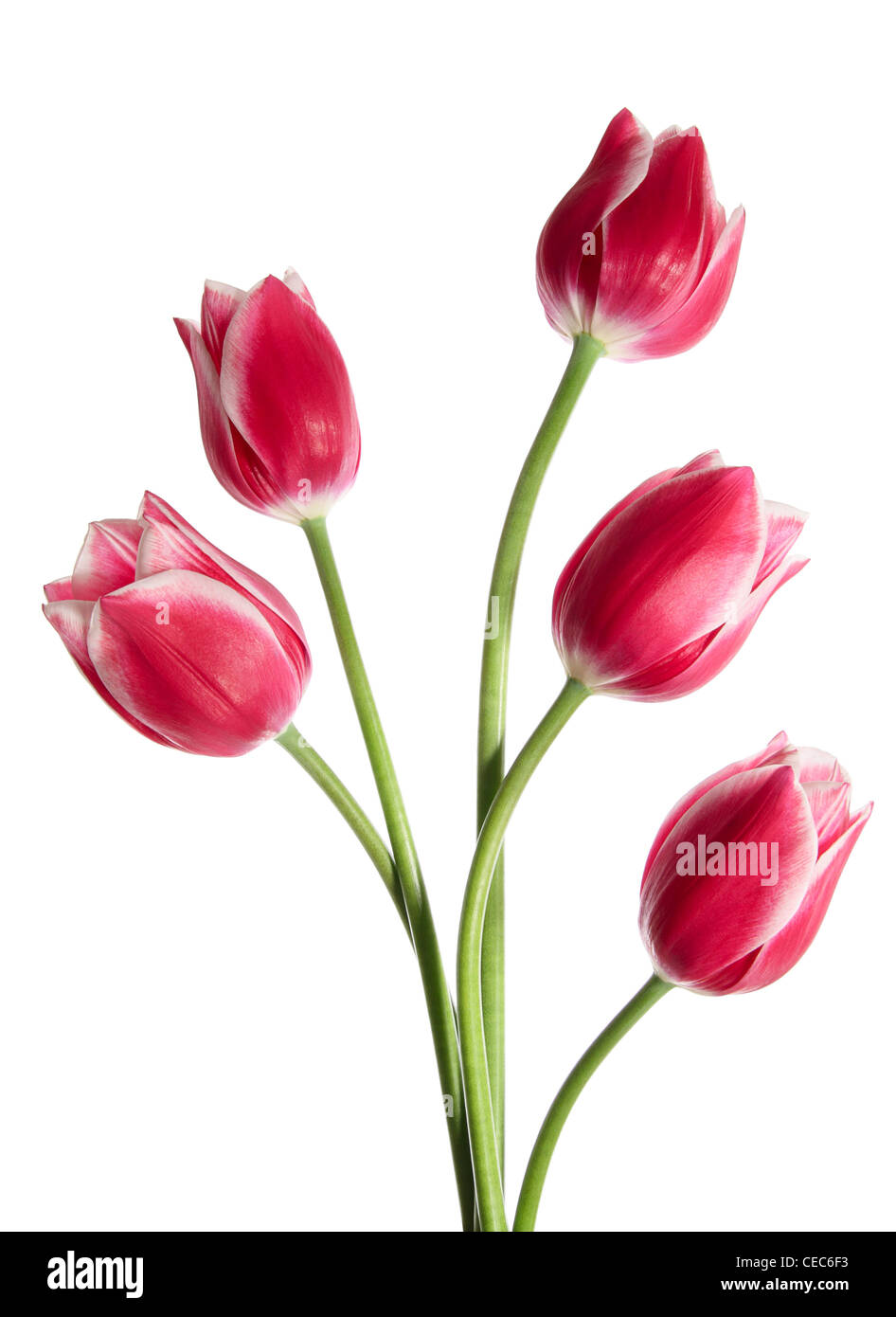 Beautiful bouquet from five flowers on white background Stock Photo - Alamy