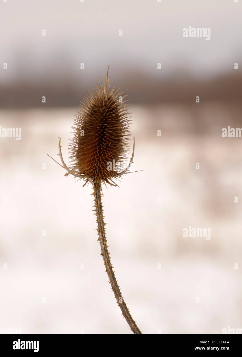 Resist the snow hi-res stock photography and images - Alamy