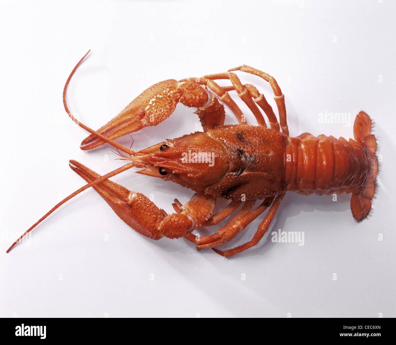 Cut out: Crayfish Stock Photo - Alamy