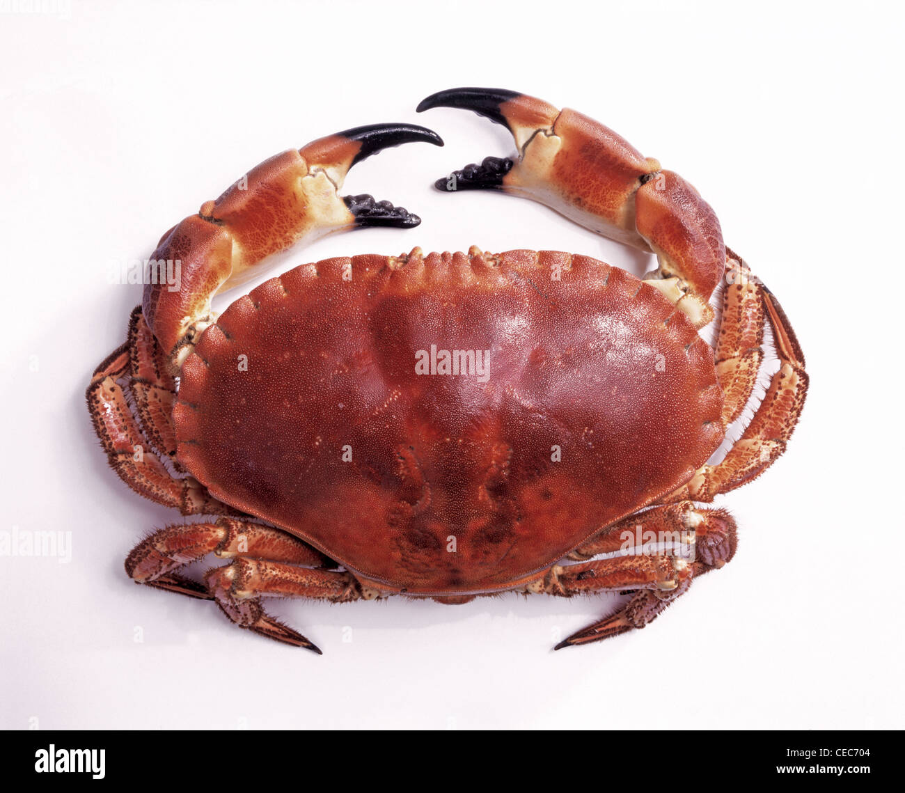Cut out: Edible crab Stock Photo - Alamy