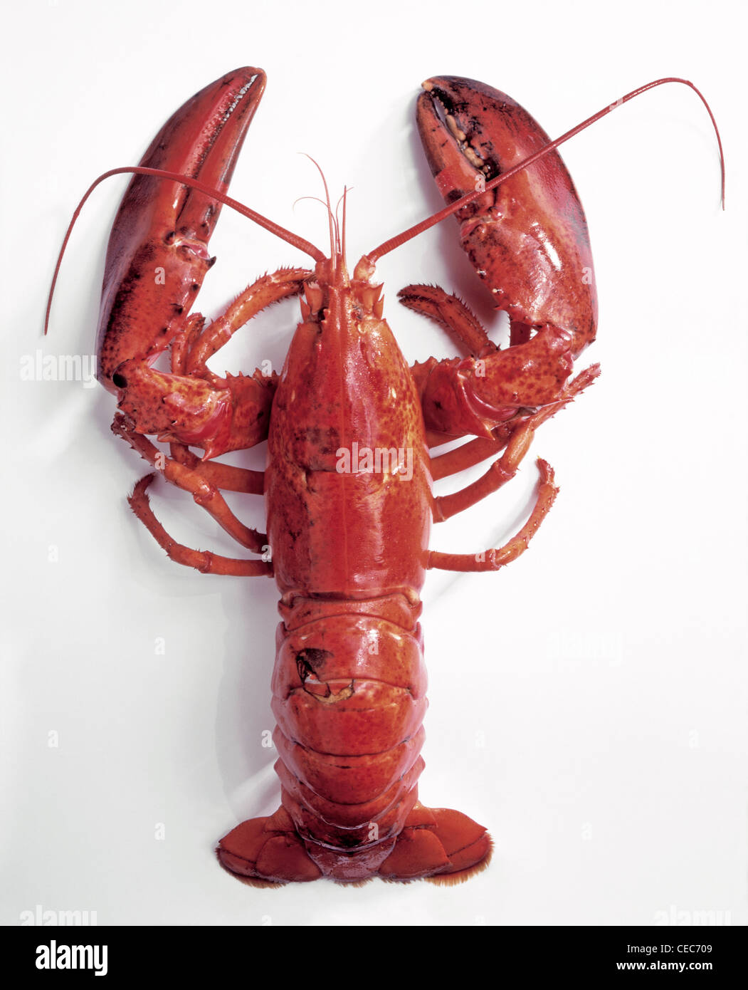 Cut out: Lobster Stock Photo - Alamy
