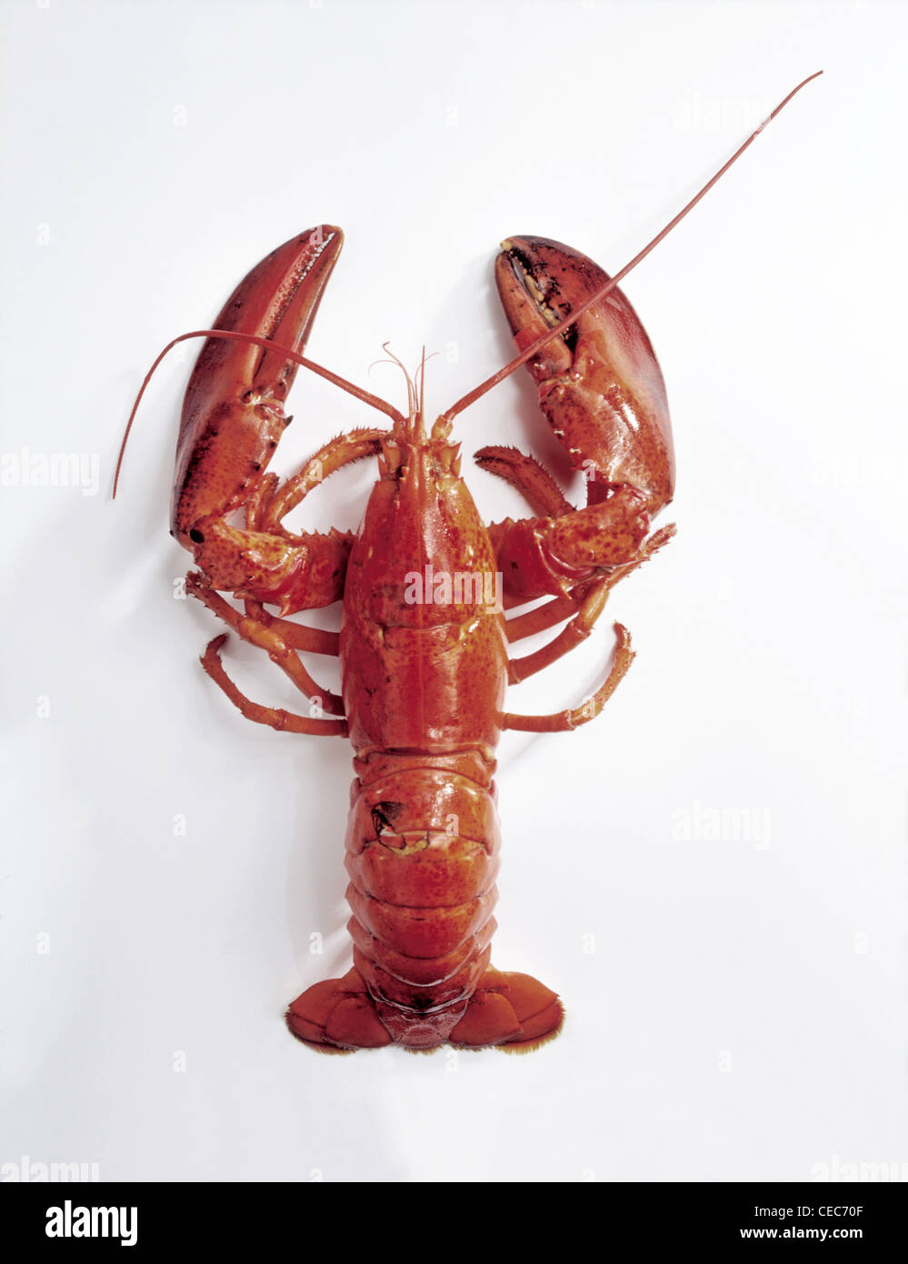Cut out: Lobster Stock Photo - Alamy