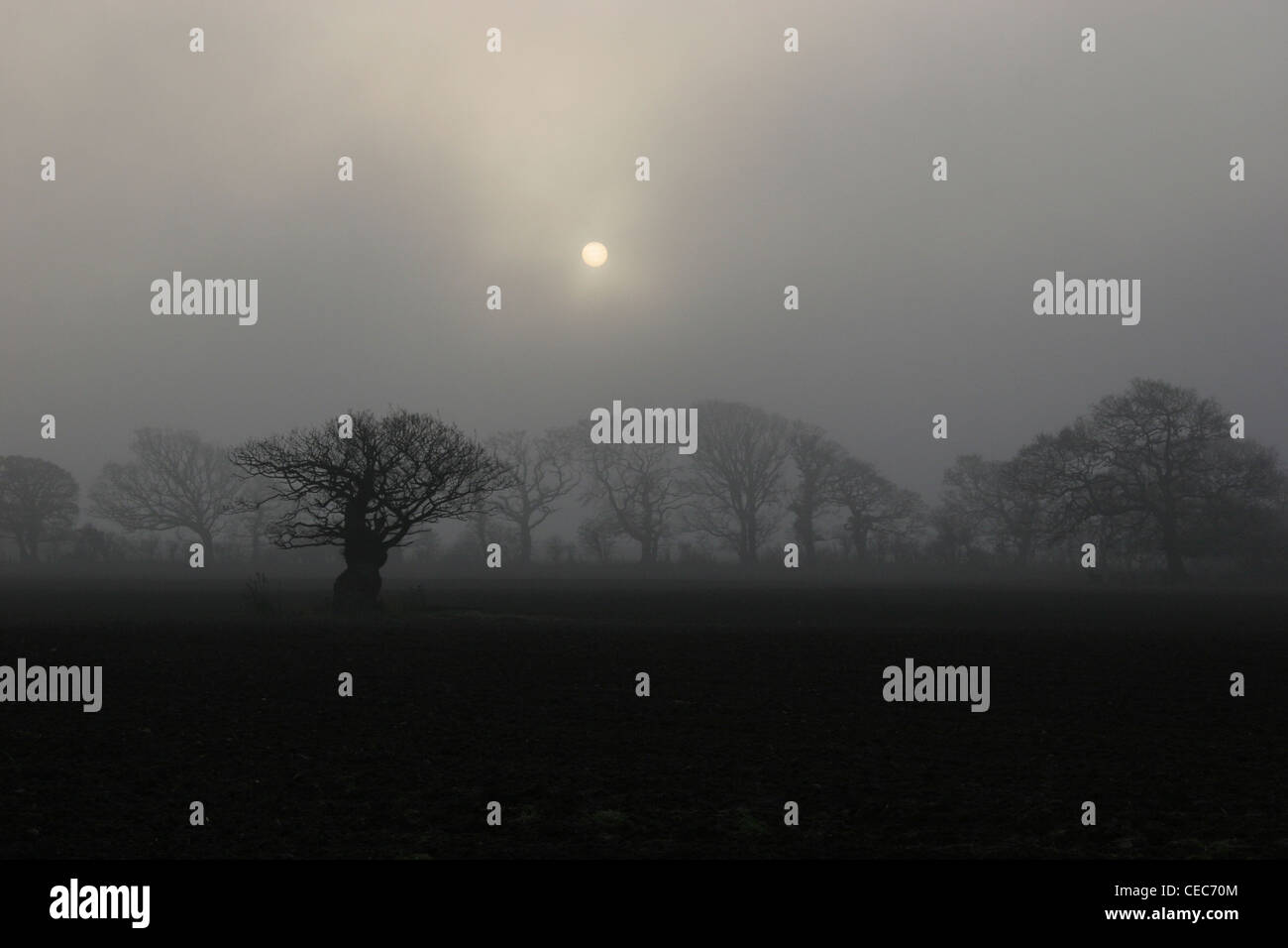 Pale misty sun through mist above trees Stock Photo - Alamy