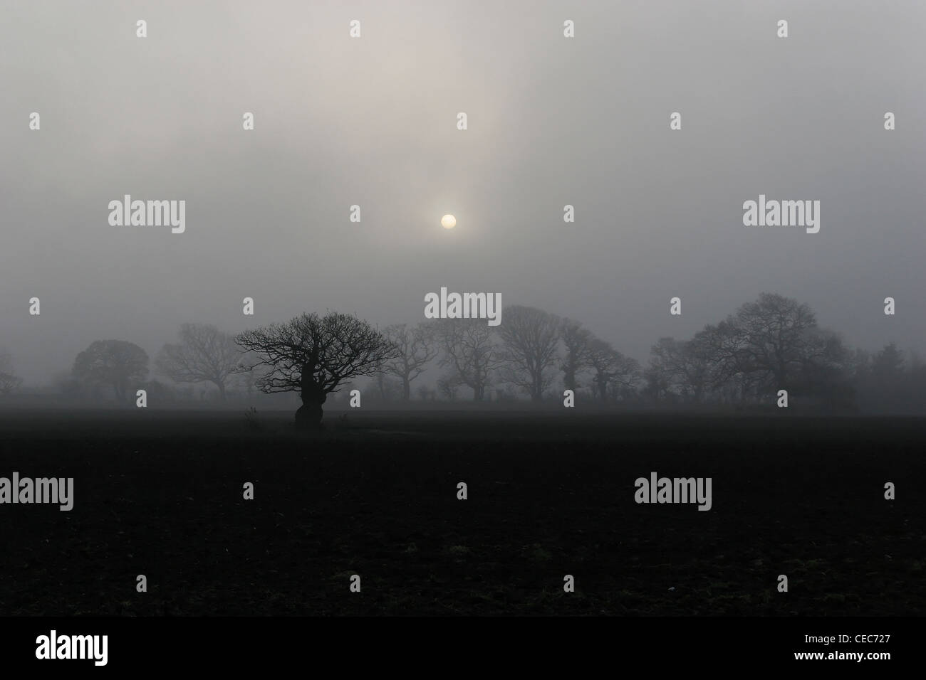 Pale misty sun through mist above trees Stock Photo - Alamy