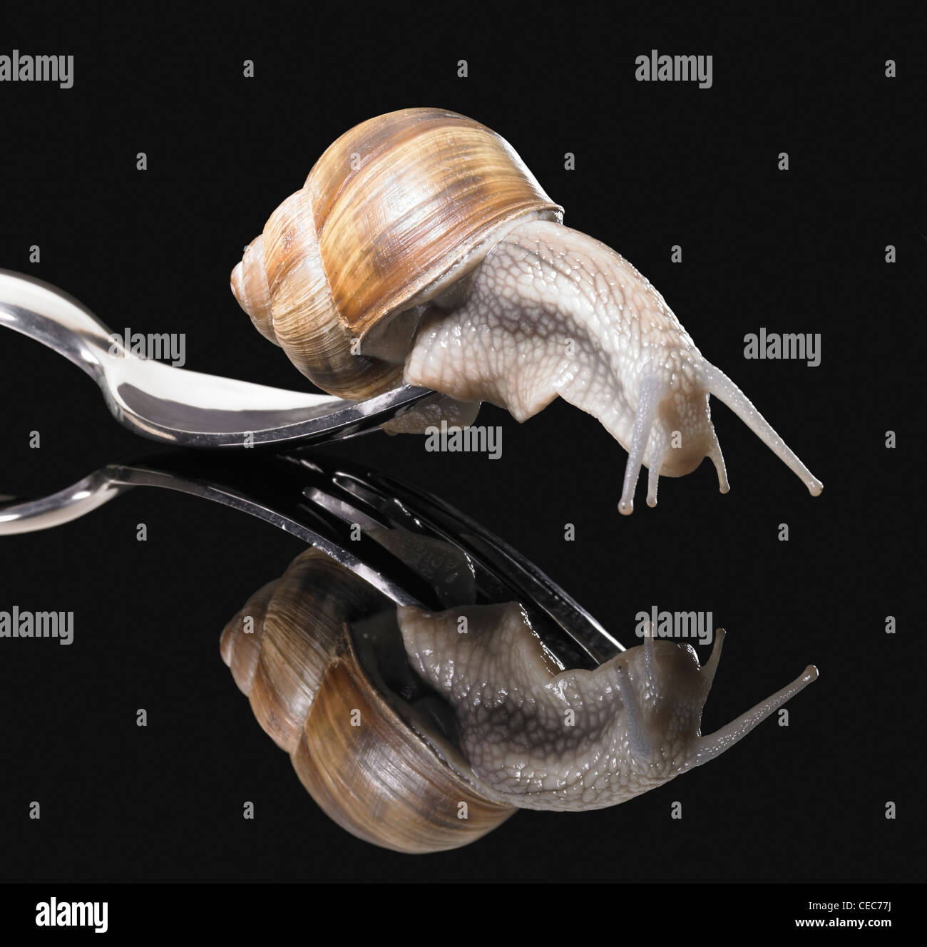 studio photography of a Grapevine snail creeping on a fork in dark ...