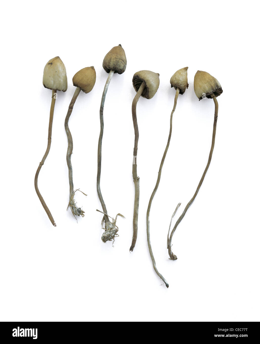 Specimens of magic mushrooms - Liberty Caps - photographed one day ...