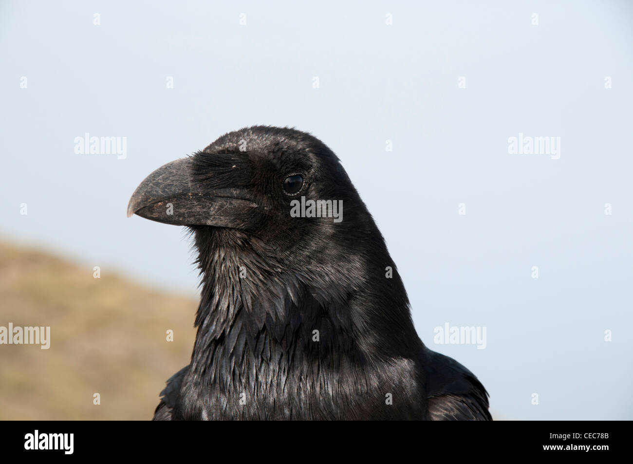 Common Ravens are among the very intelligent and most curious animals ...