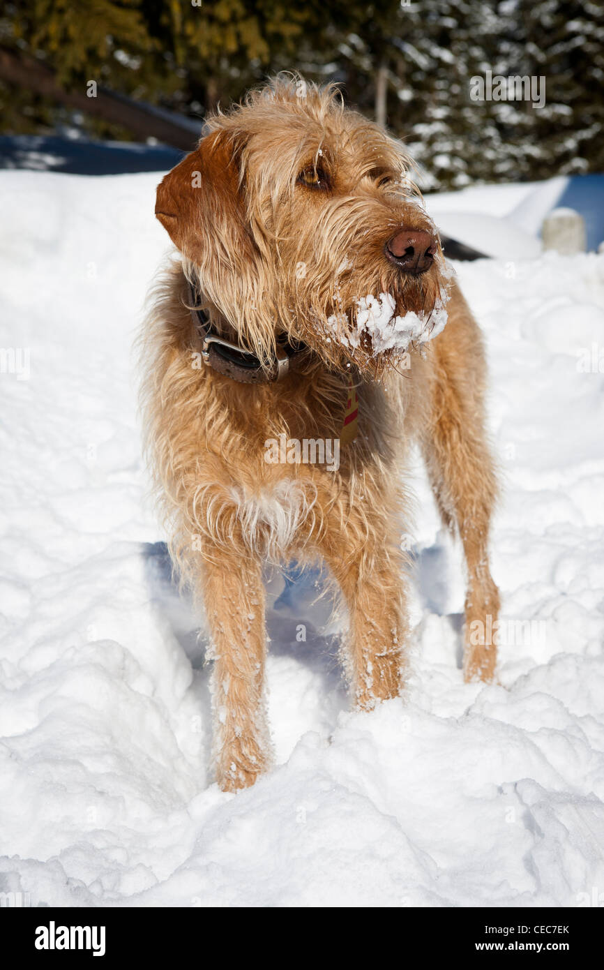 Schnauzer dog winter hi-res stock photography and images - Alamy