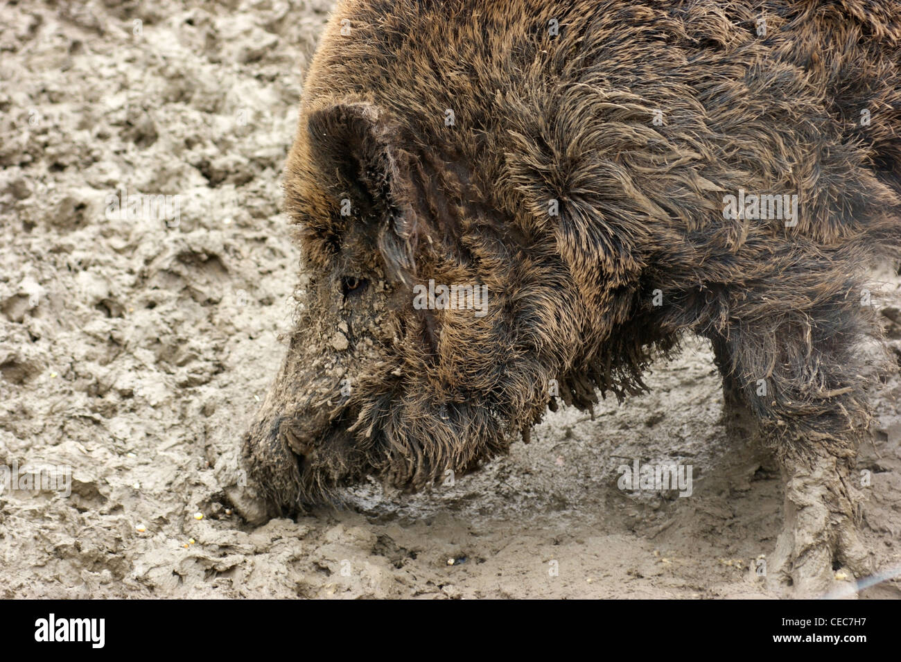 Wild boar wallow hi-res stock photography and images - Alamy