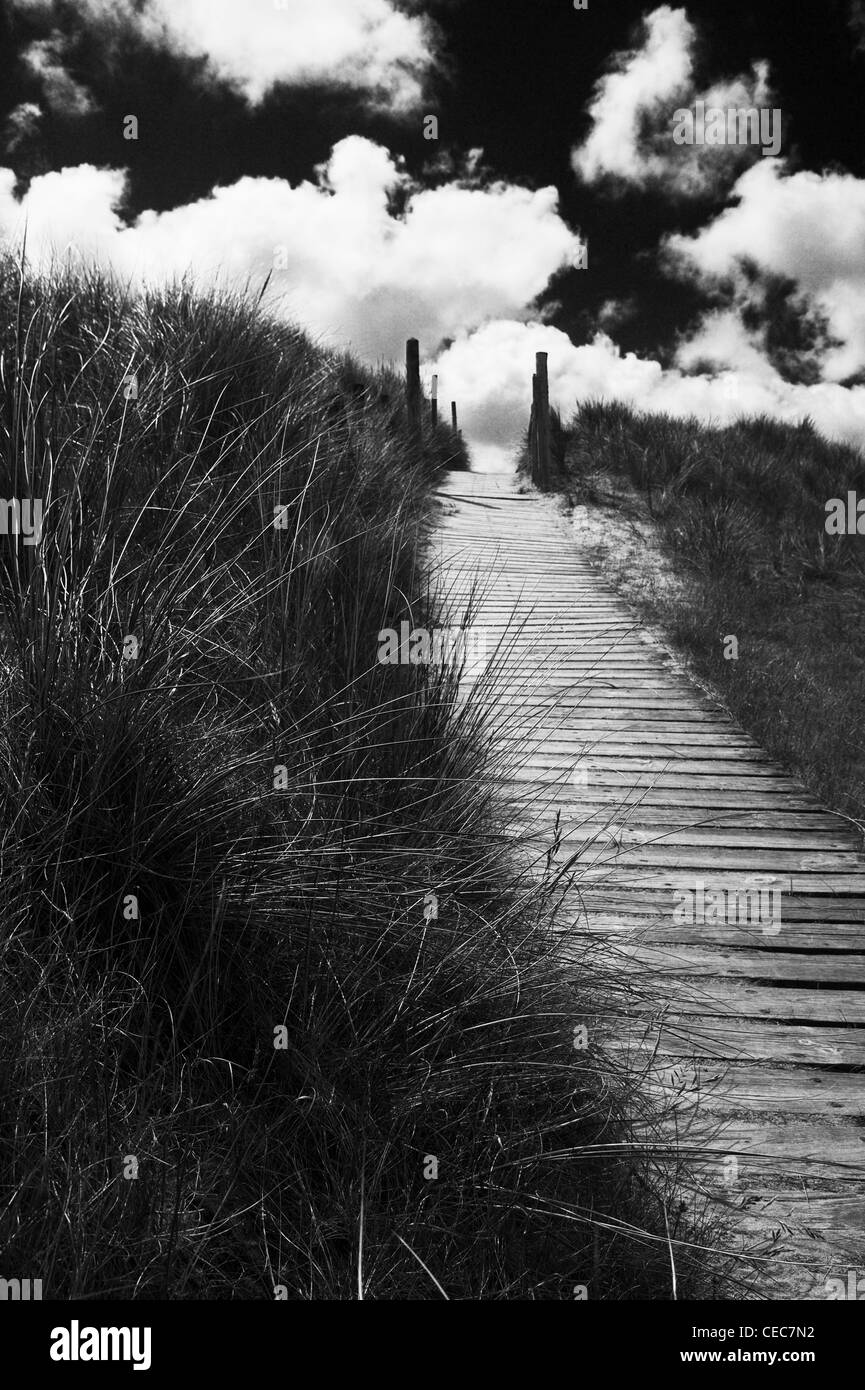 Sand dune boardwalk path up a sand dune between the marram grass Stock ...
