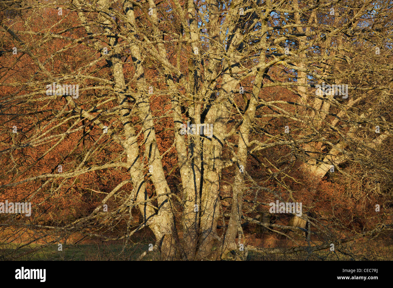 A large Sycamore tree (Acer pseudoplatanus) in winter, catching the ...
