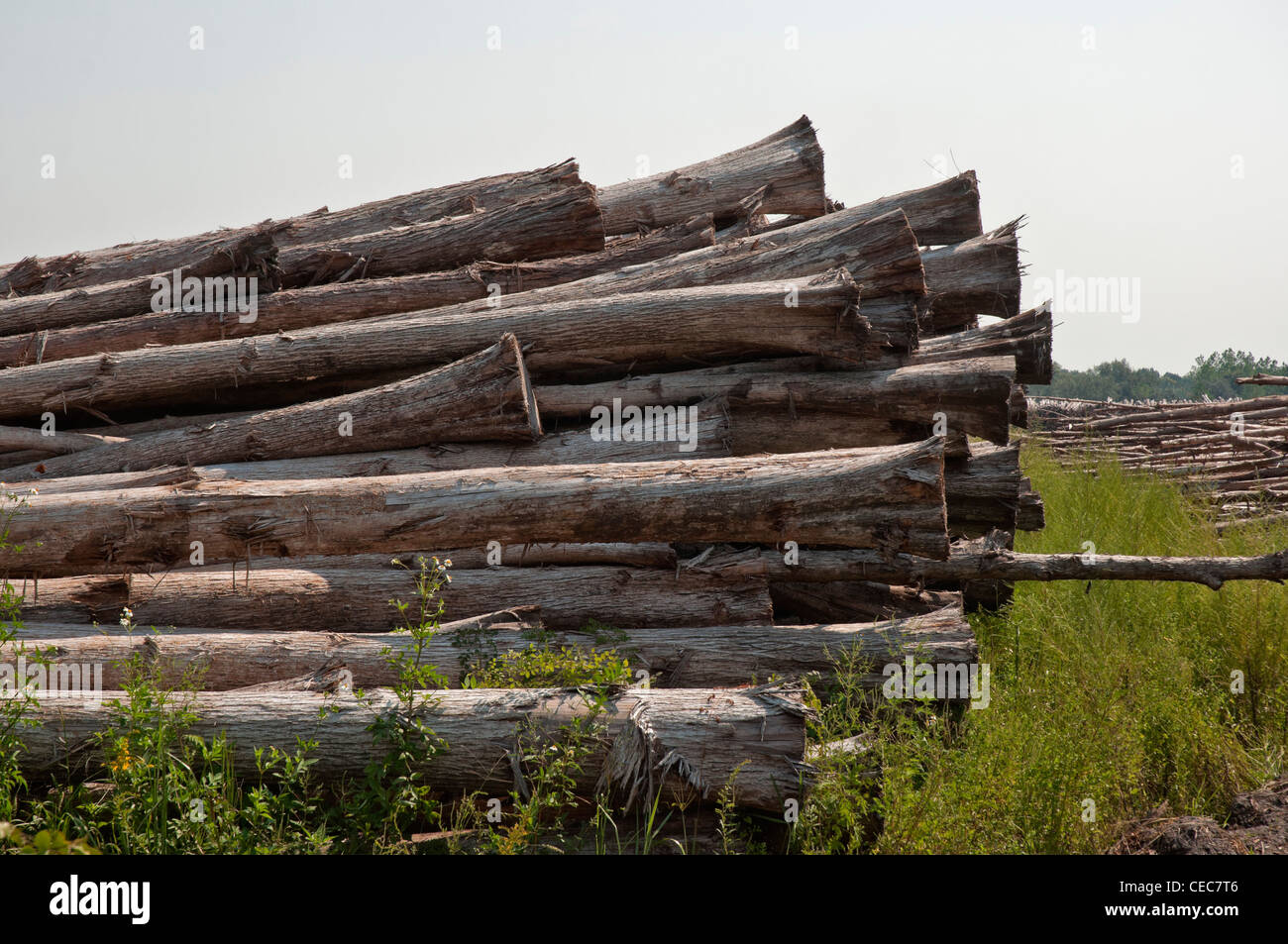 Cypress logging for mulch processing plant Cross City Florida Stock ...