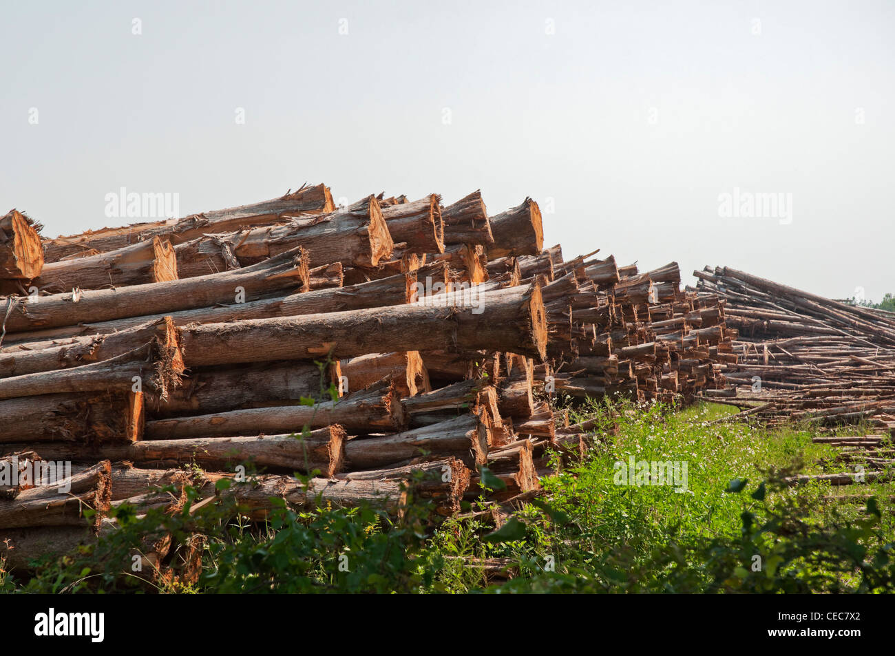Cypress logging for mulch processing plant Cross City Florida Stock ...