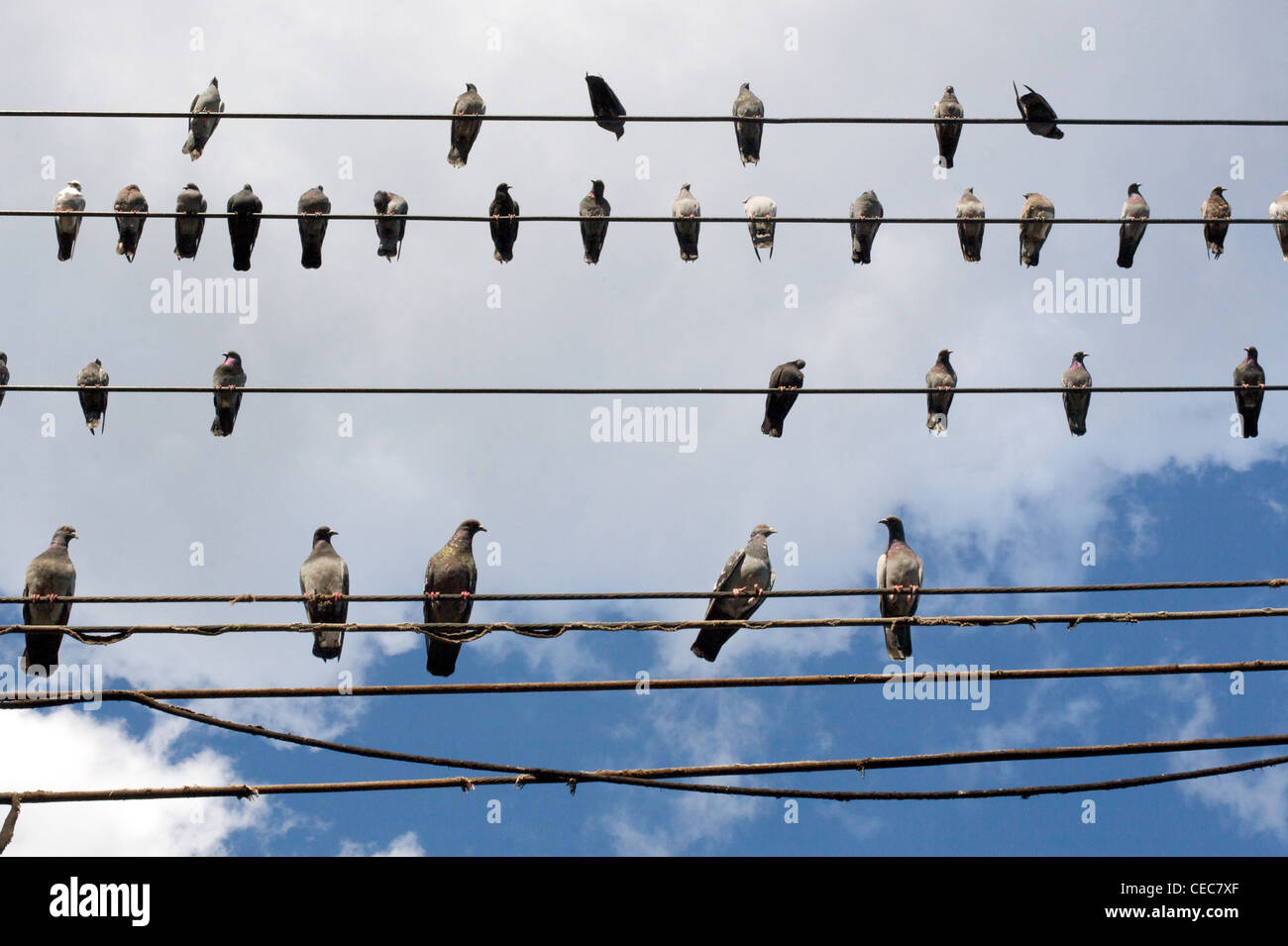 Pigeons congregating on telephone wires Stock Photo - Alamy