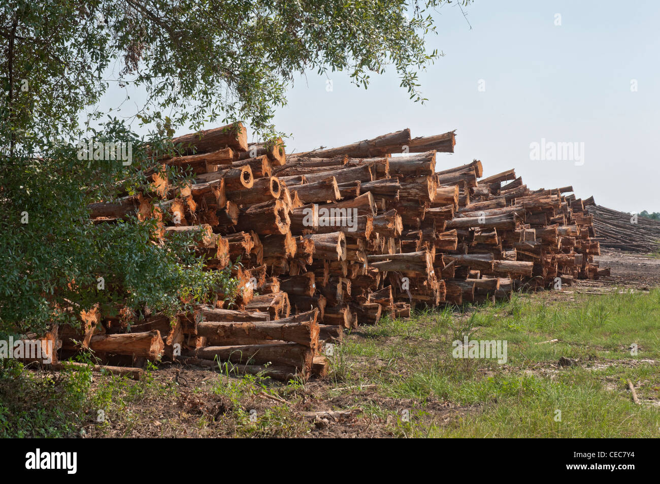 Cypress logging for mulch processing plant Cross City Florida Stock ...