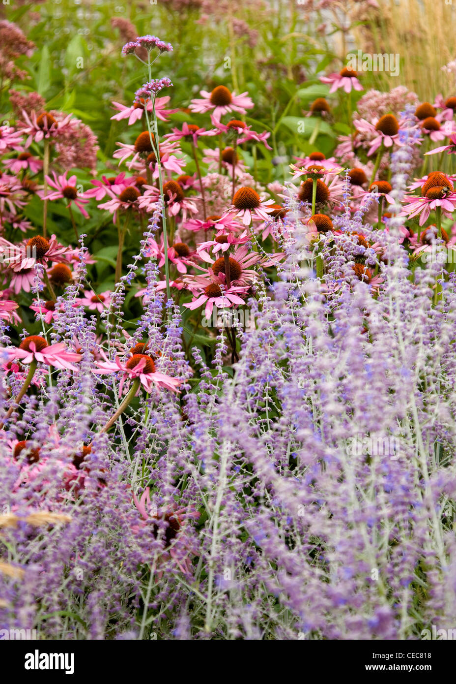Lavender splash hi-res stock photography and images - Alamy