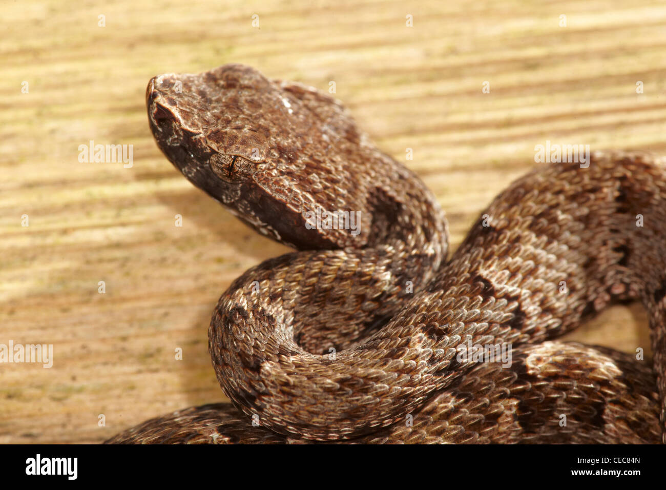 Fer de lance bothrops asper hi-res stock photography and images - Alamy