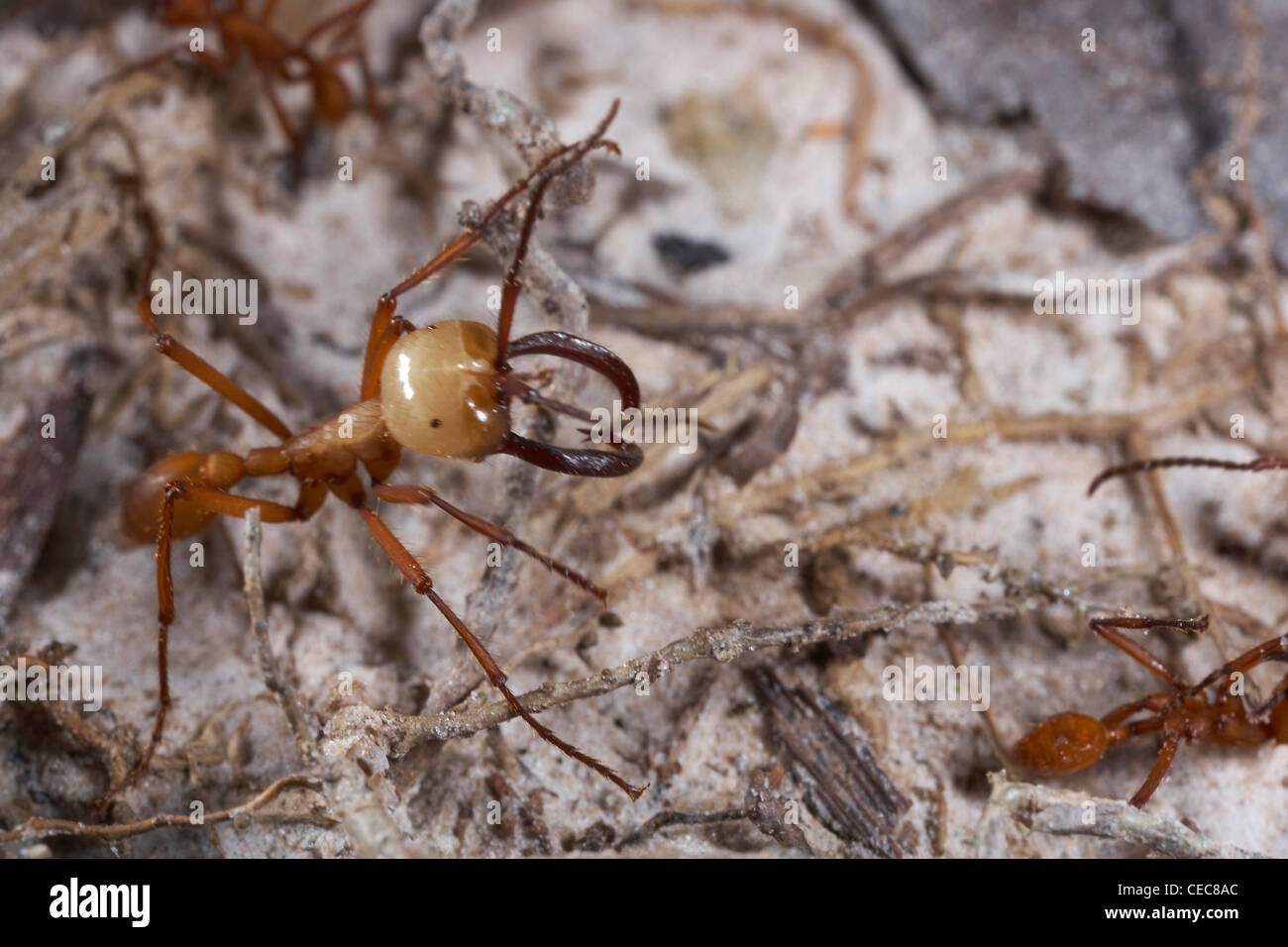 Army ant soldier on the forest floor, Rewa, Rupununi, Guyana, South ...