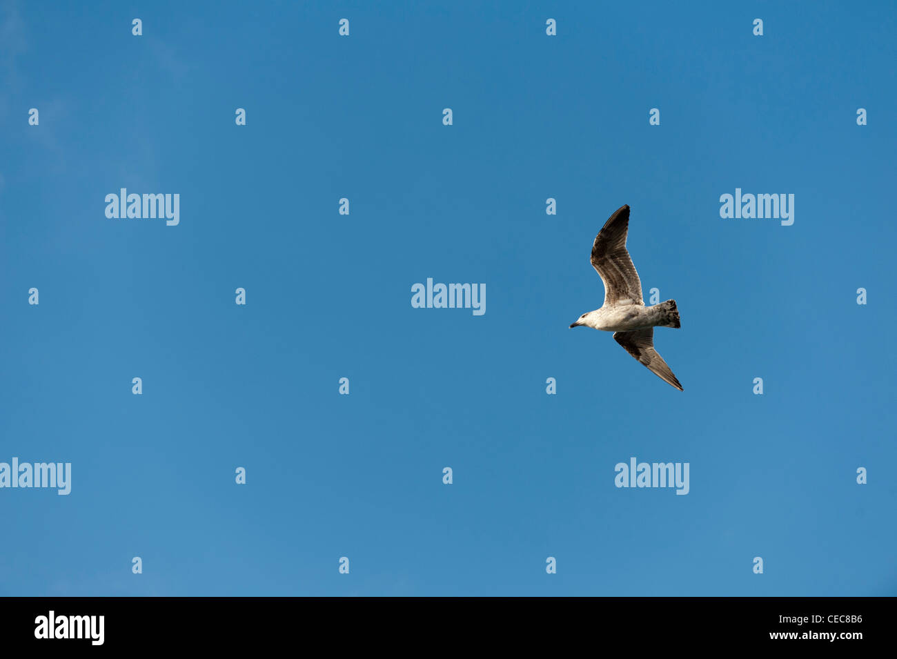 seagull flying over Bangor Marina, County Down Northern Ireland Stock ...