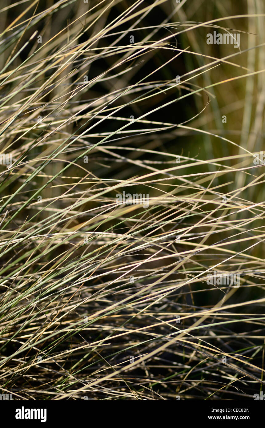 Leaf of marram grass hi-res stock photography and images - Alamy