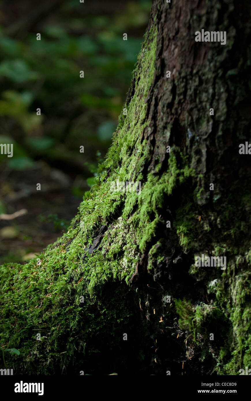 Moss growing on a tree in the Sitka National Historical Park, Alaska ...