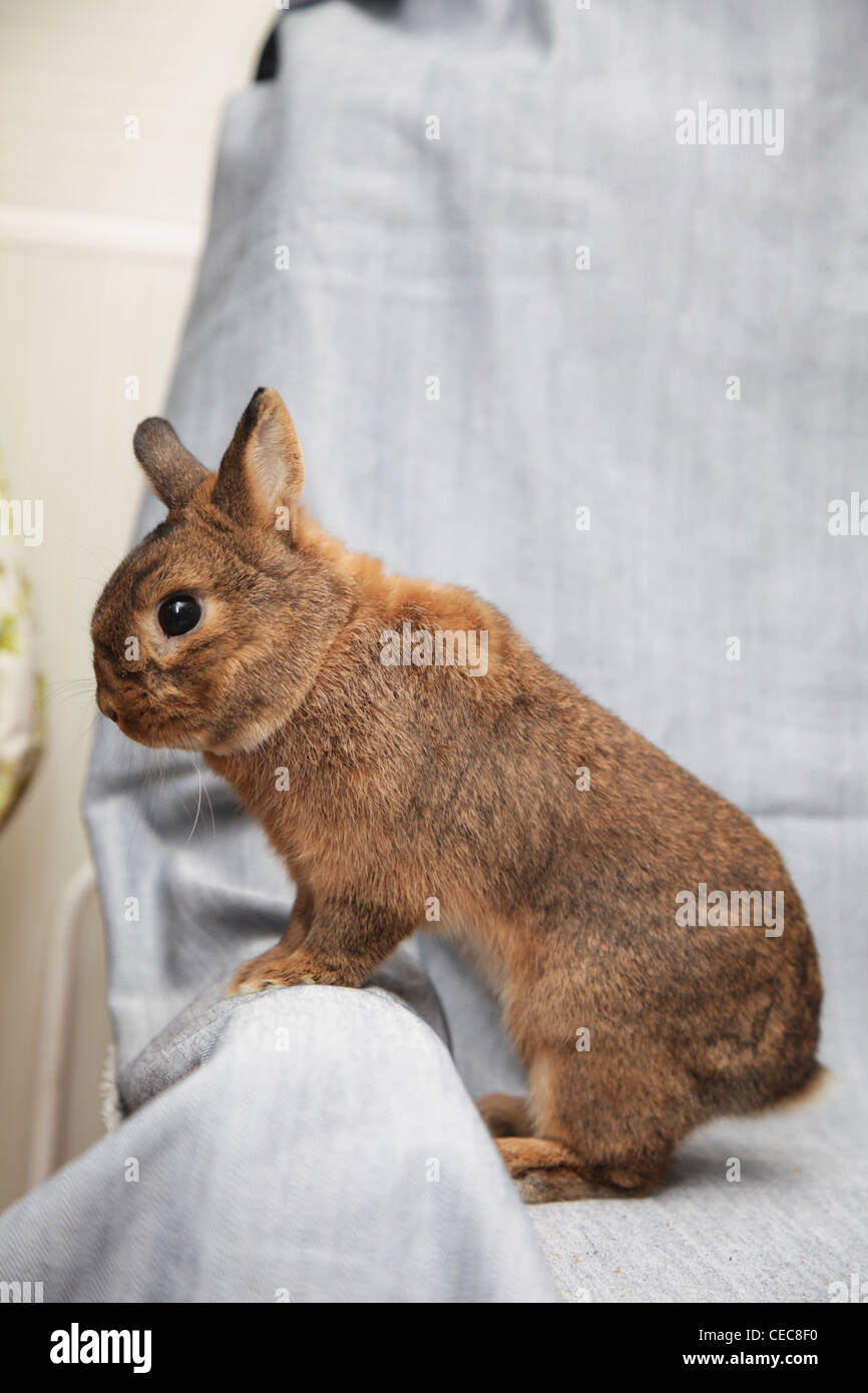 Indoor breeding of animals hi-res stock photography and images - Alamy