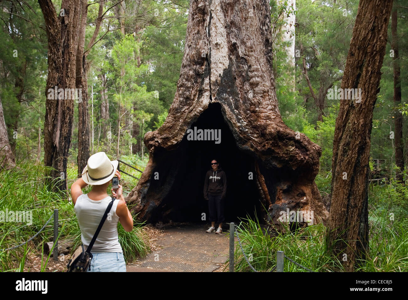 Tourists at the base of a giant tingle tree on the Ancient Empire ...