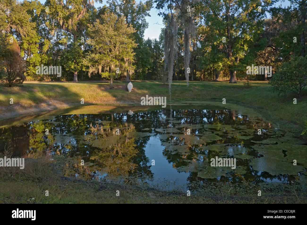 reflections in a pond Stock Photo - Alamy